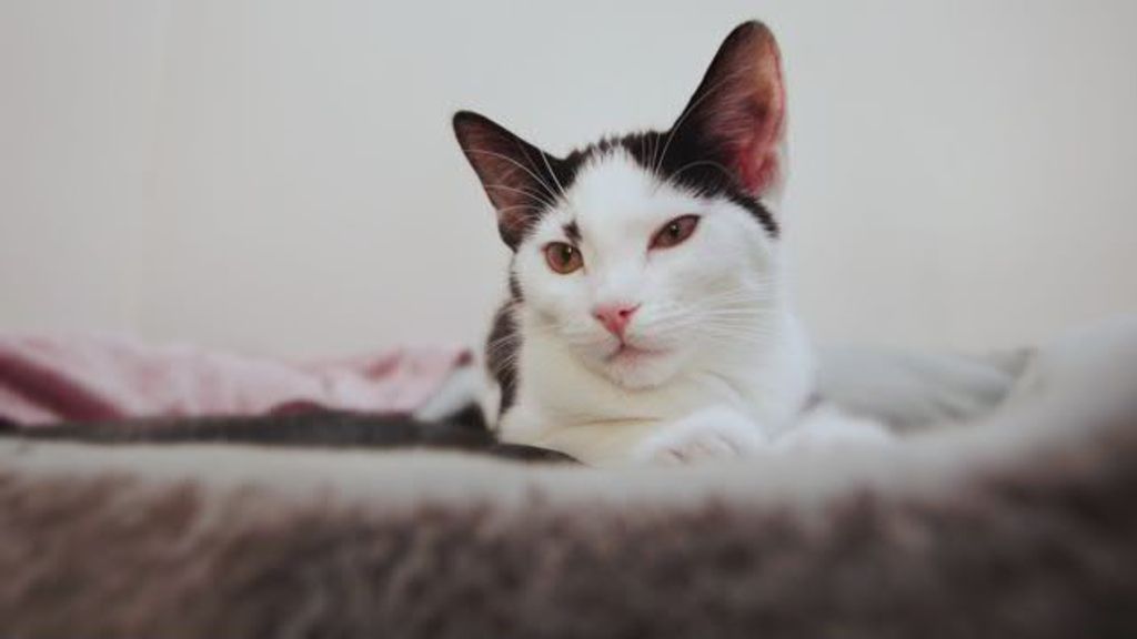 There is a cat for everyone at Cats Protection | shots
