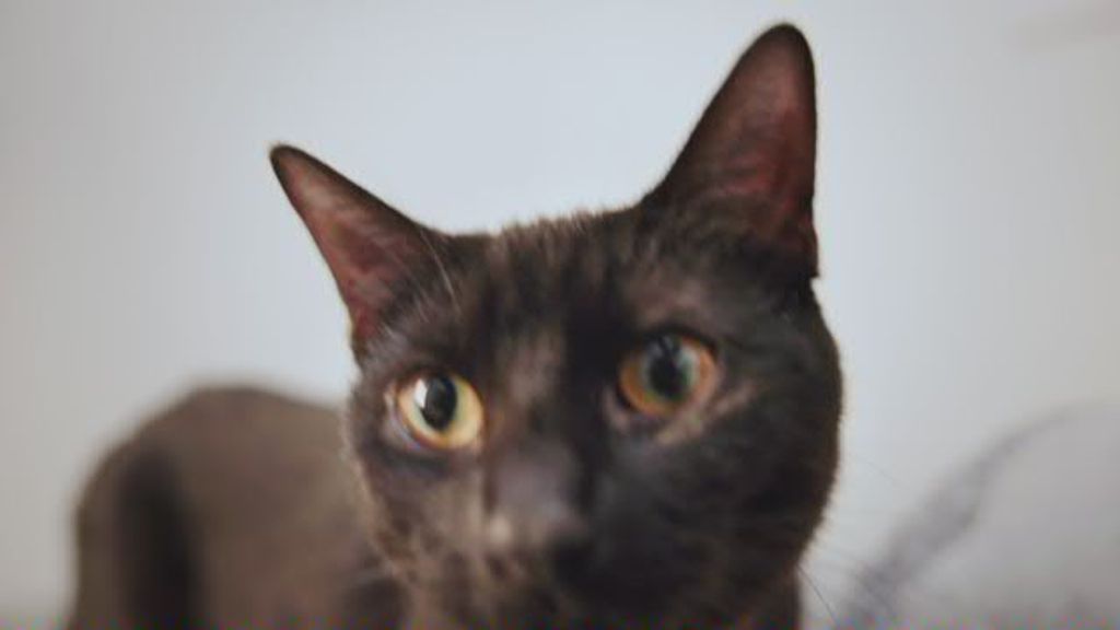 There is a cat for everyone at Cats Protection | shots